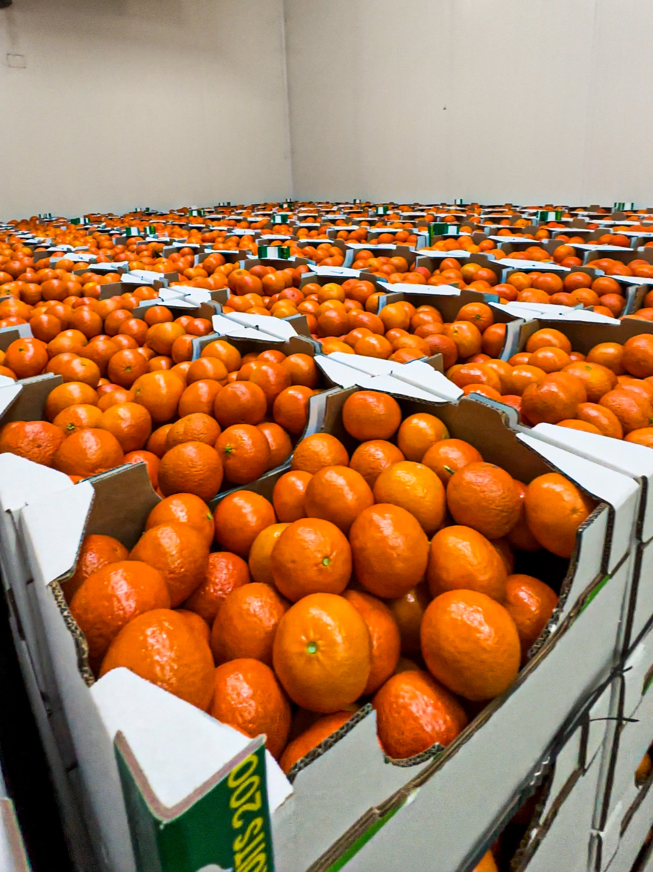 Manderine – Fruit and Vegetables Albania Export Export