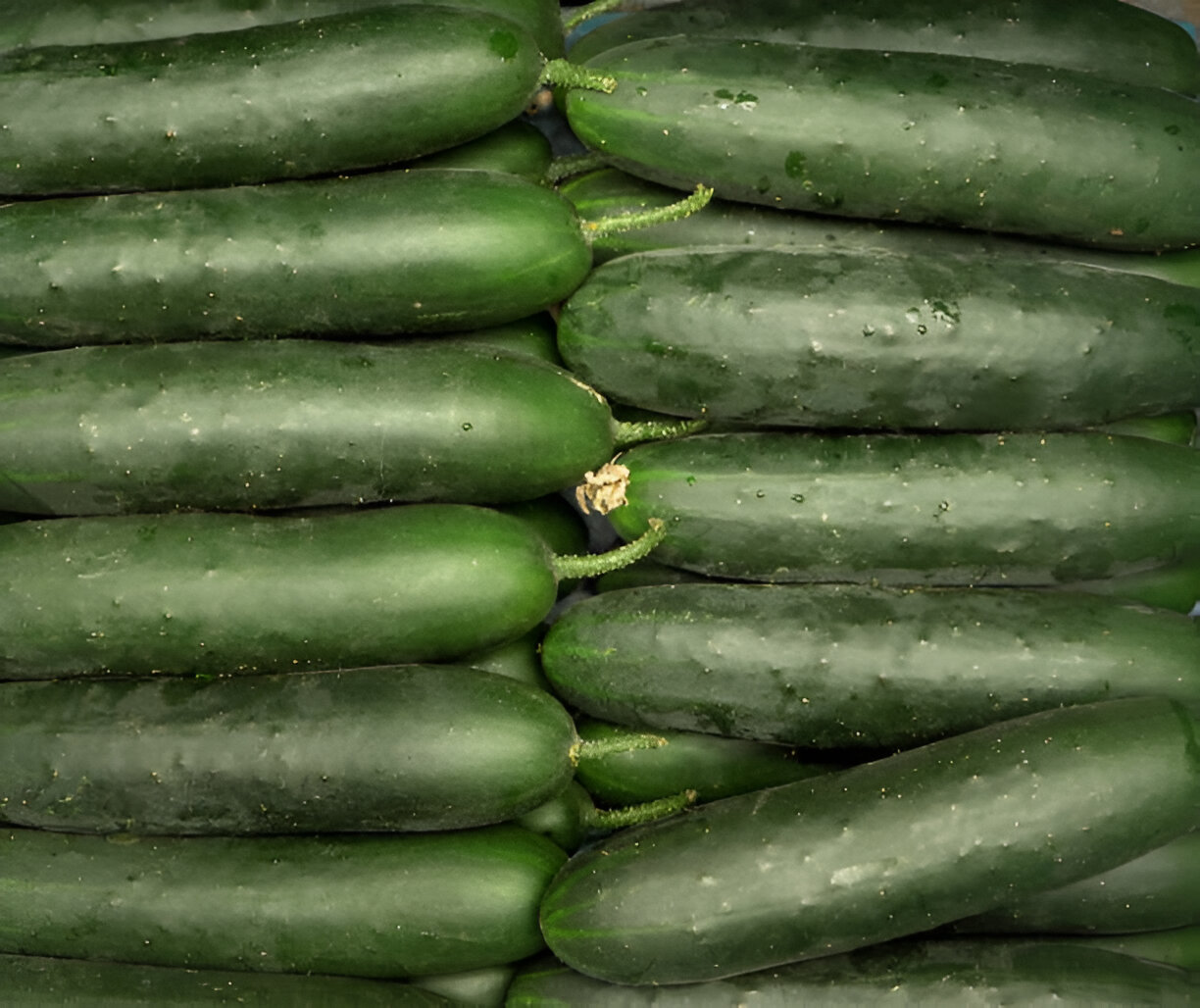 Black Cucumber – Fruit and Vegetables Albania Export Export